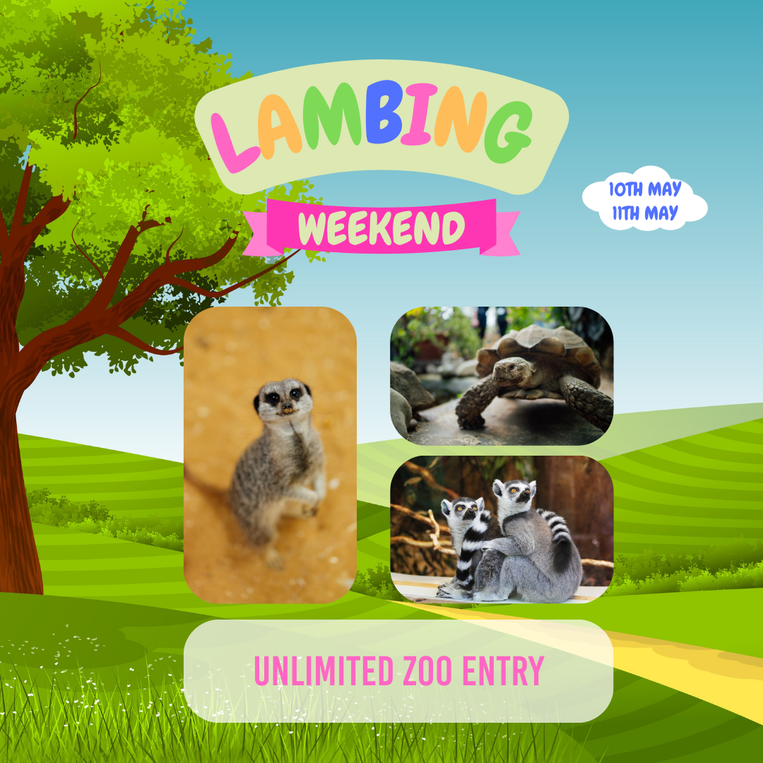 Oaklands College | Lambing Weekend May 2025